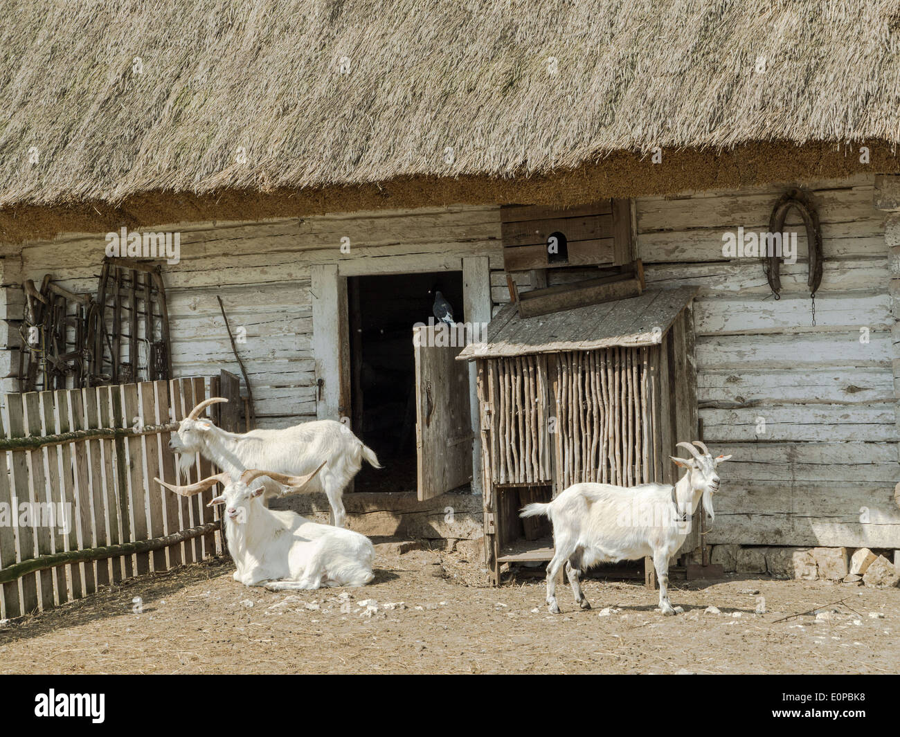 Thatched roof animals hi-res stock photography and images - Alamy