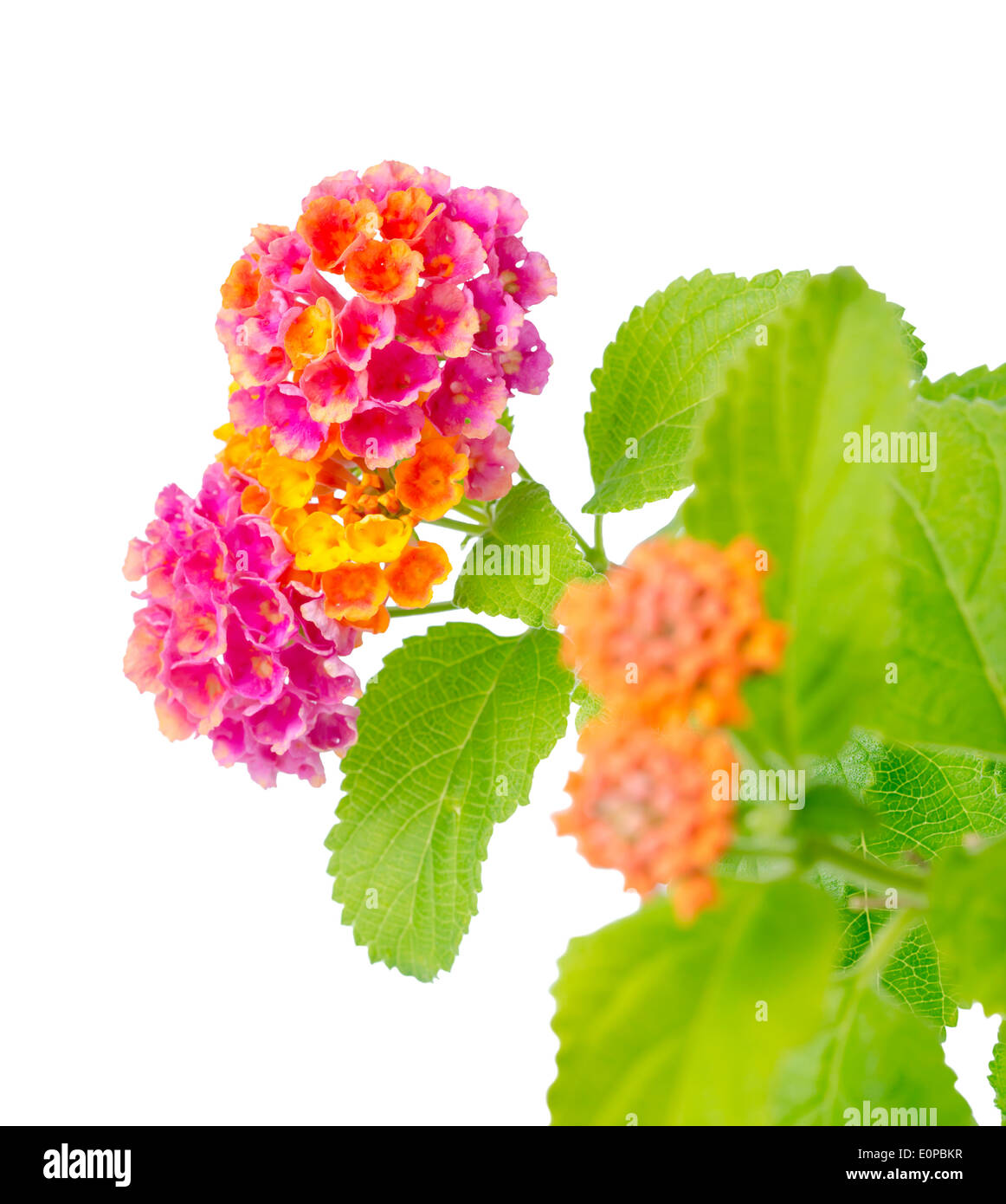beautiful Lantana camara flower is isolated on white background, closeup Stock Photo - Alamy
