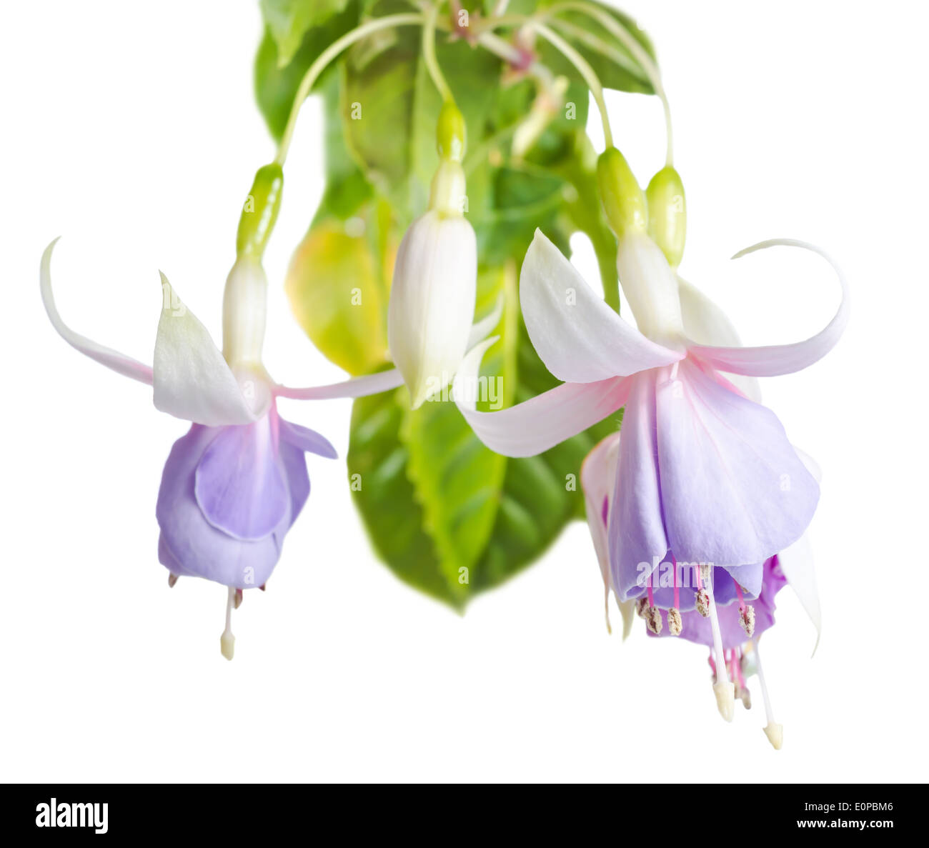 blossoming beautiful soft white and lilac fuchsia is isolated on white ...