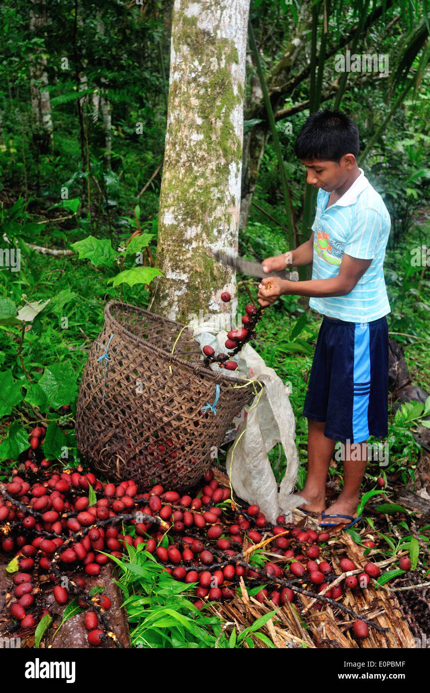 Aguaje palm fruit hi-res stock photography and images - Alamy