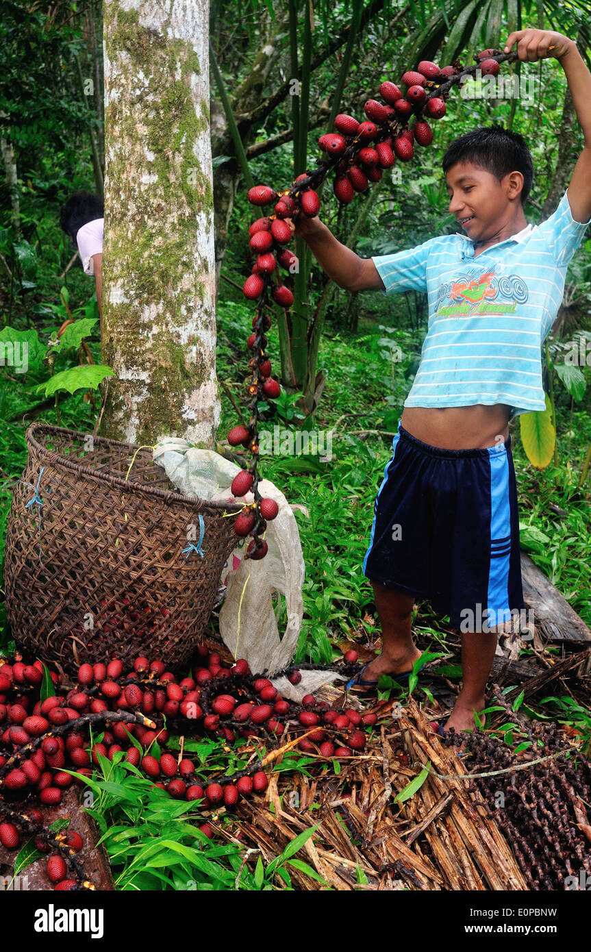 Aguaje palm fruit hi-res stock photography and images - Alamy