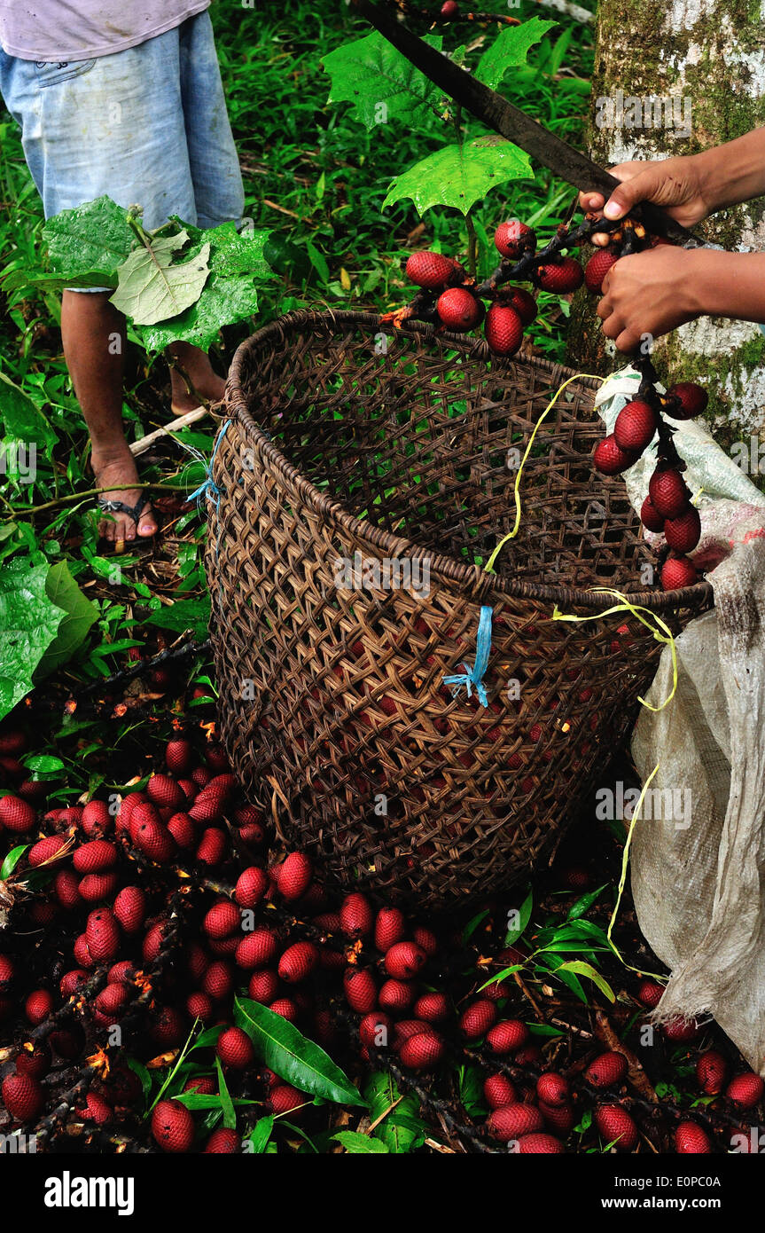 Aguaje palm fruit hi-res stock photography and images - Alamy
