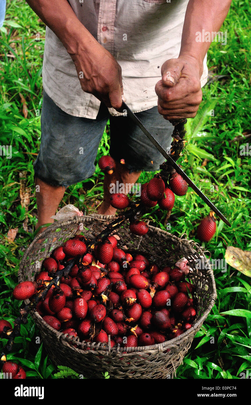 Collecting Aguaje fruit in Industria - PANGUANA . Department of Loreto ...