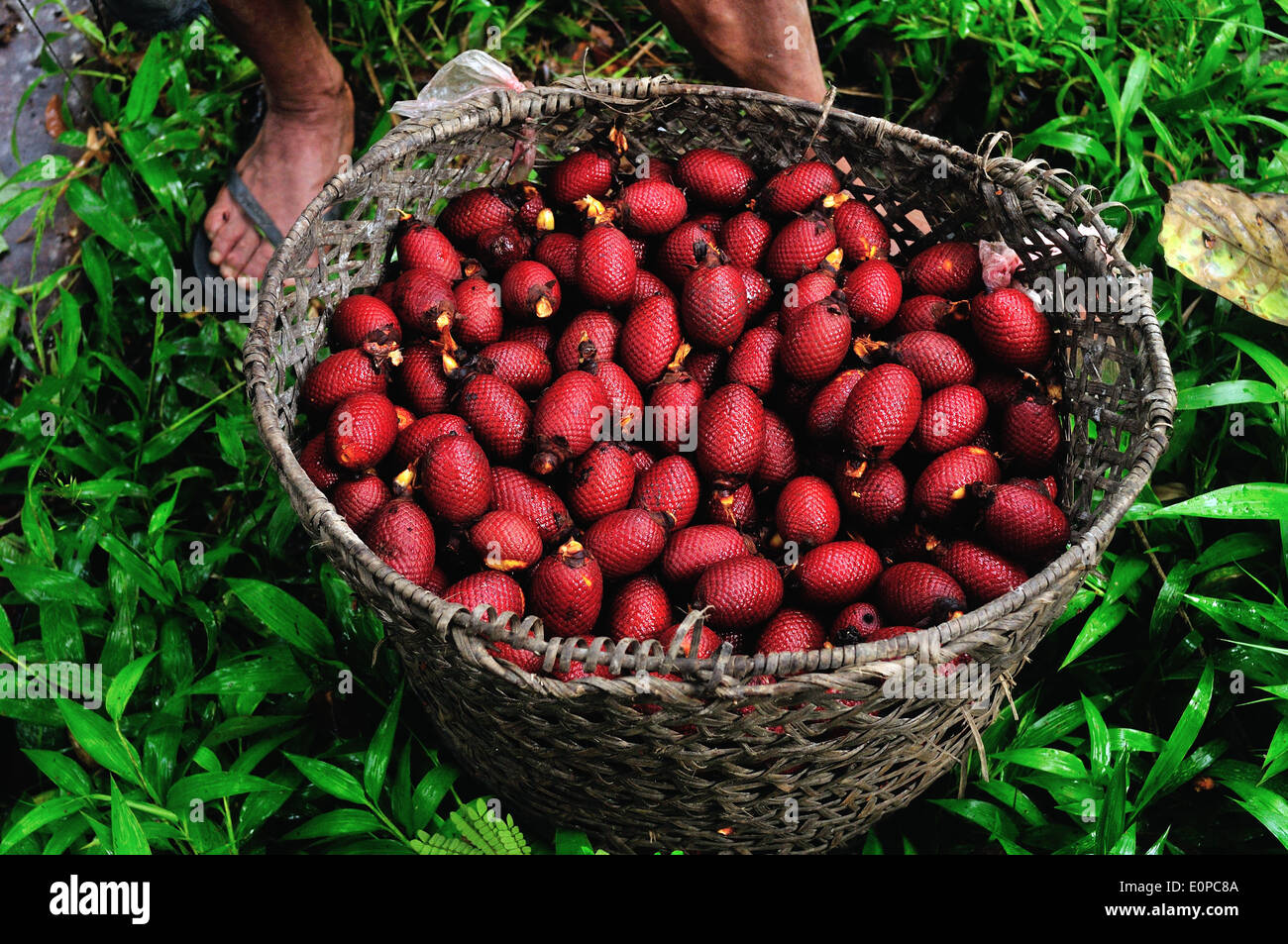 Aguaje fruit palm tree hi-res stock photography and images - Alamy