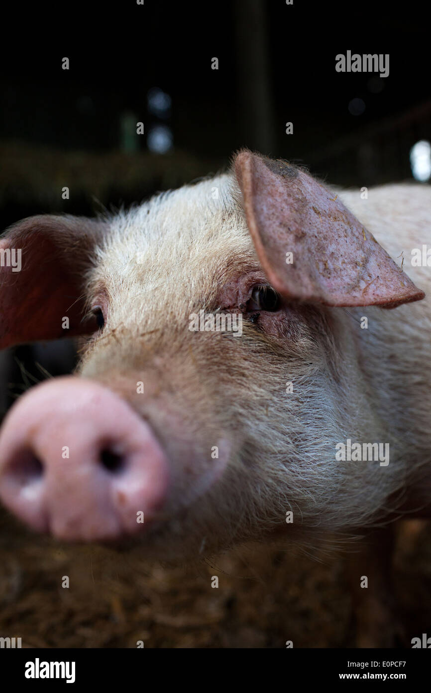 Pigs at the Proper Pork Farm in Devon Stock Photo - Alamy