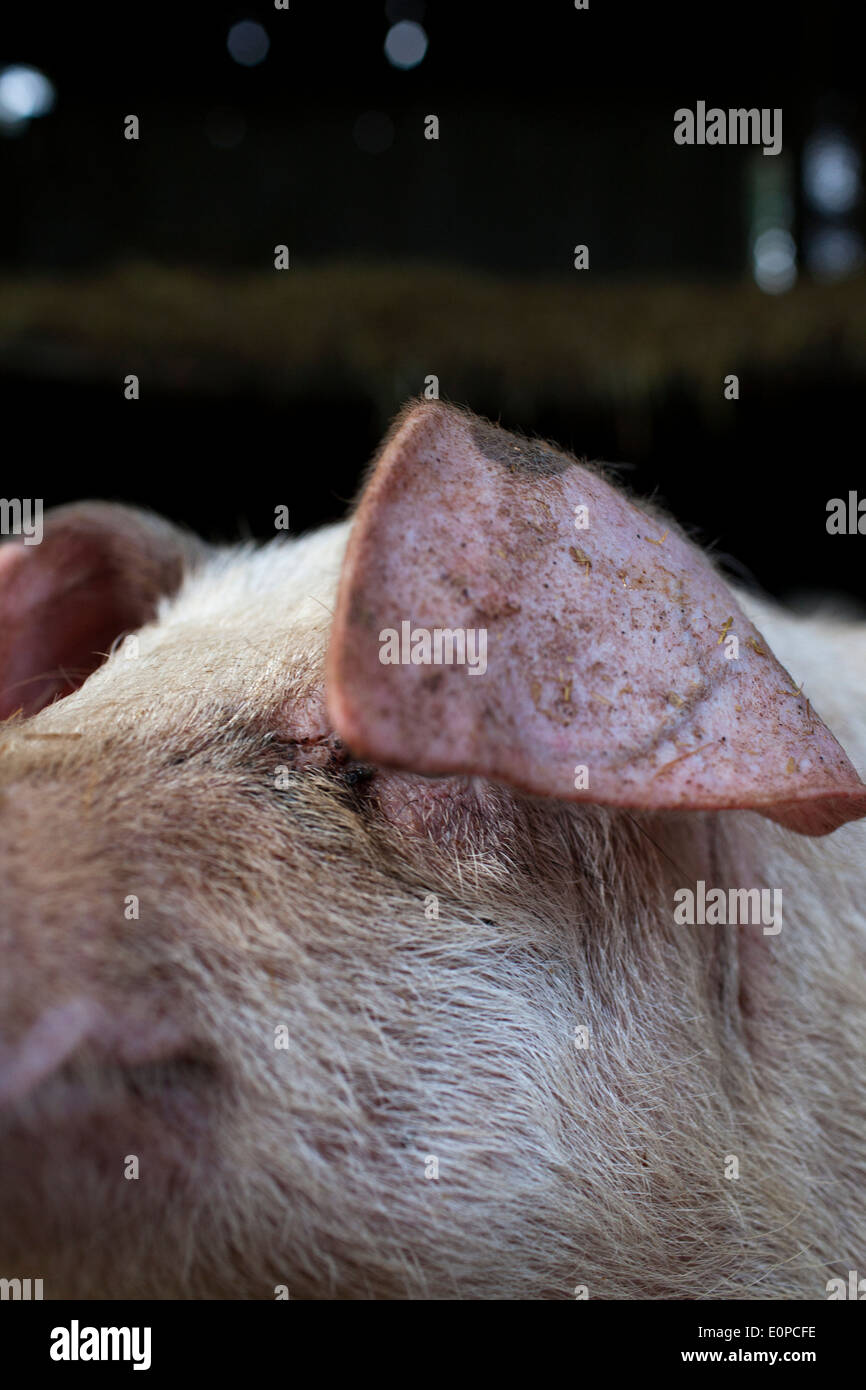 Pigs at the Proper Pork Farm in Devon Stock Photo - Alamy