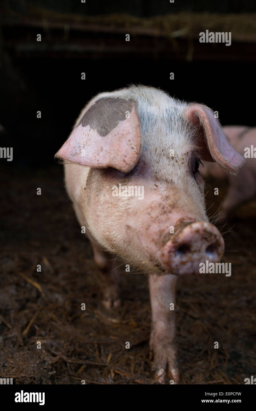 Pigs at the Proper Pork Farm in Devon Stock Photo - Alamy