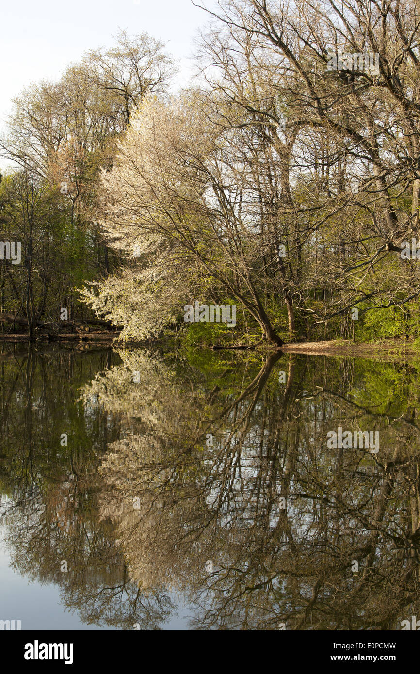 Spring in Prospect Park, Brooklyn, New York Stock Photo - Alamy