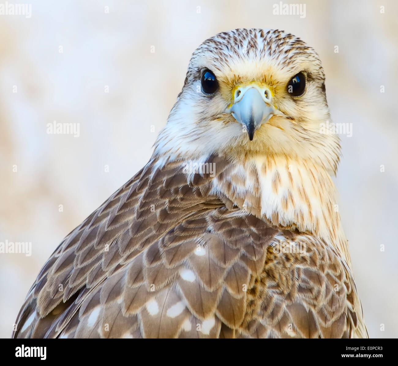 A young peregrine falcon hi-res stock photography and images - Alamy