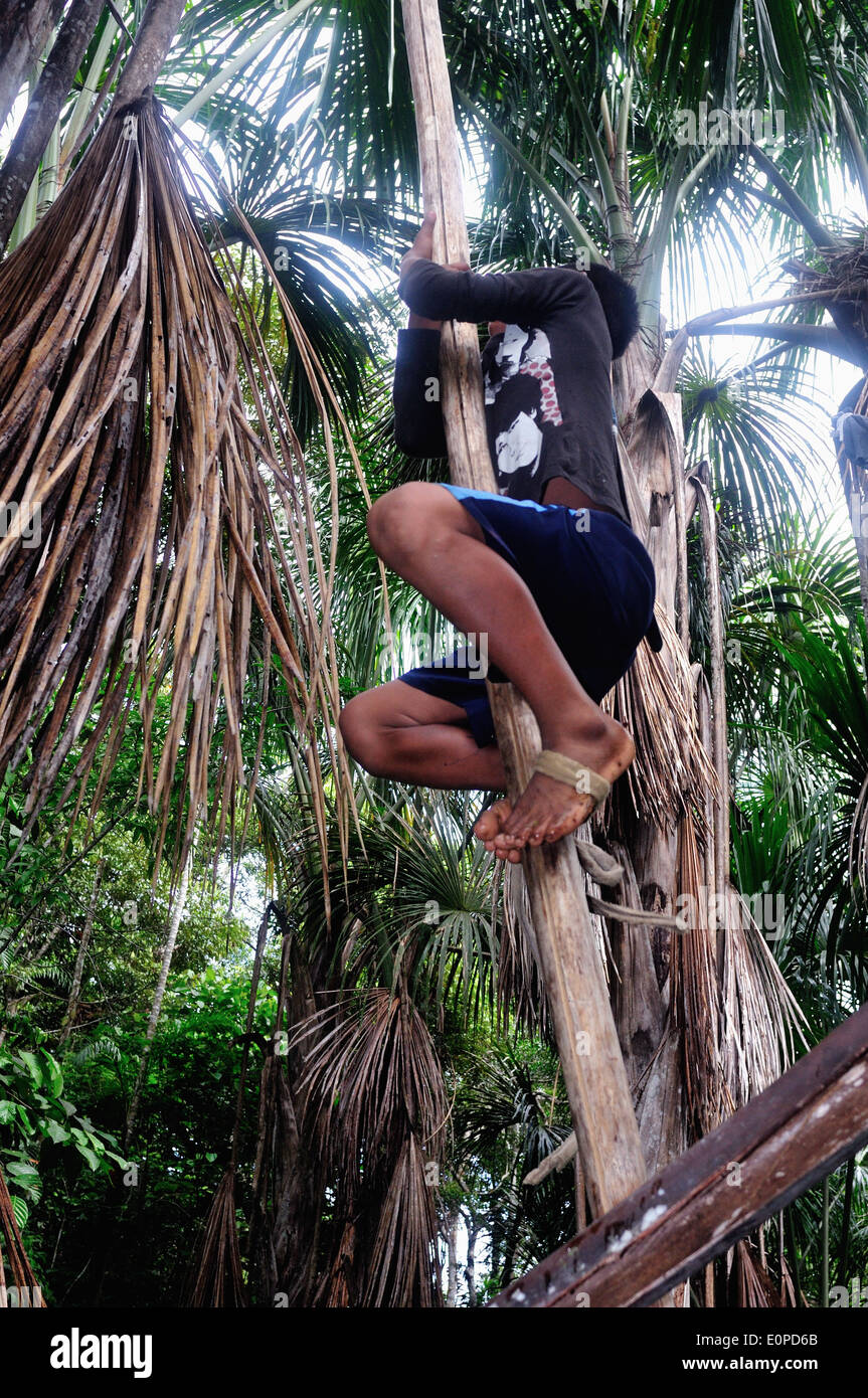 Elaboration of a torch to scare away the bees - Collecting Aguaje fruit ...