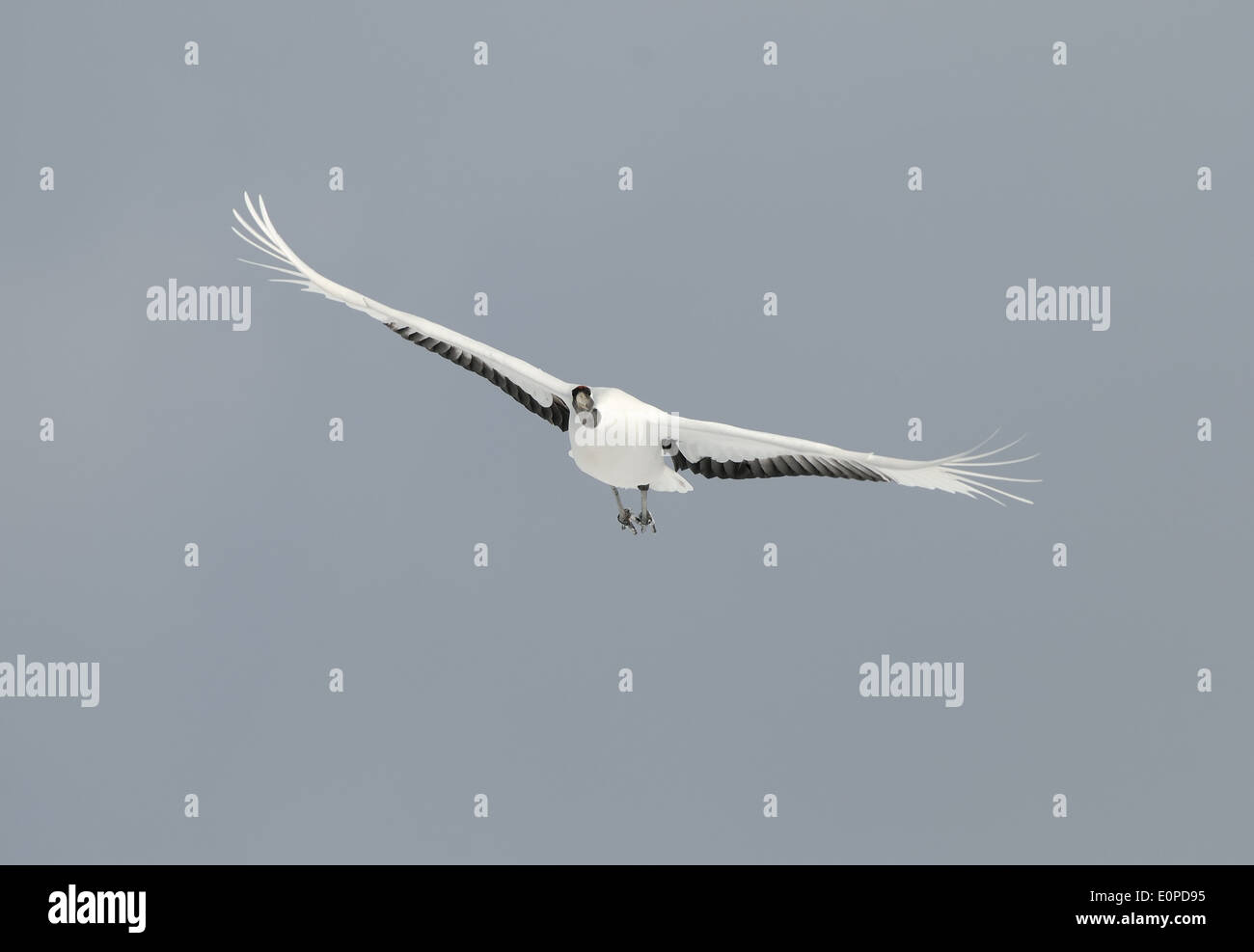 Red Crowned aka Japanese Crane, Grus japonensis flying above a snowy ...