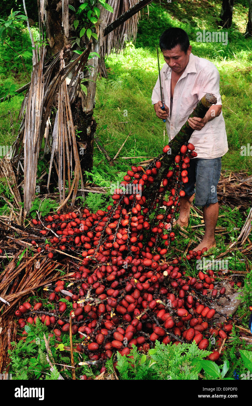 Collecting Aguaje fruit in Industria - PANGUANA . Department of Loreto ...