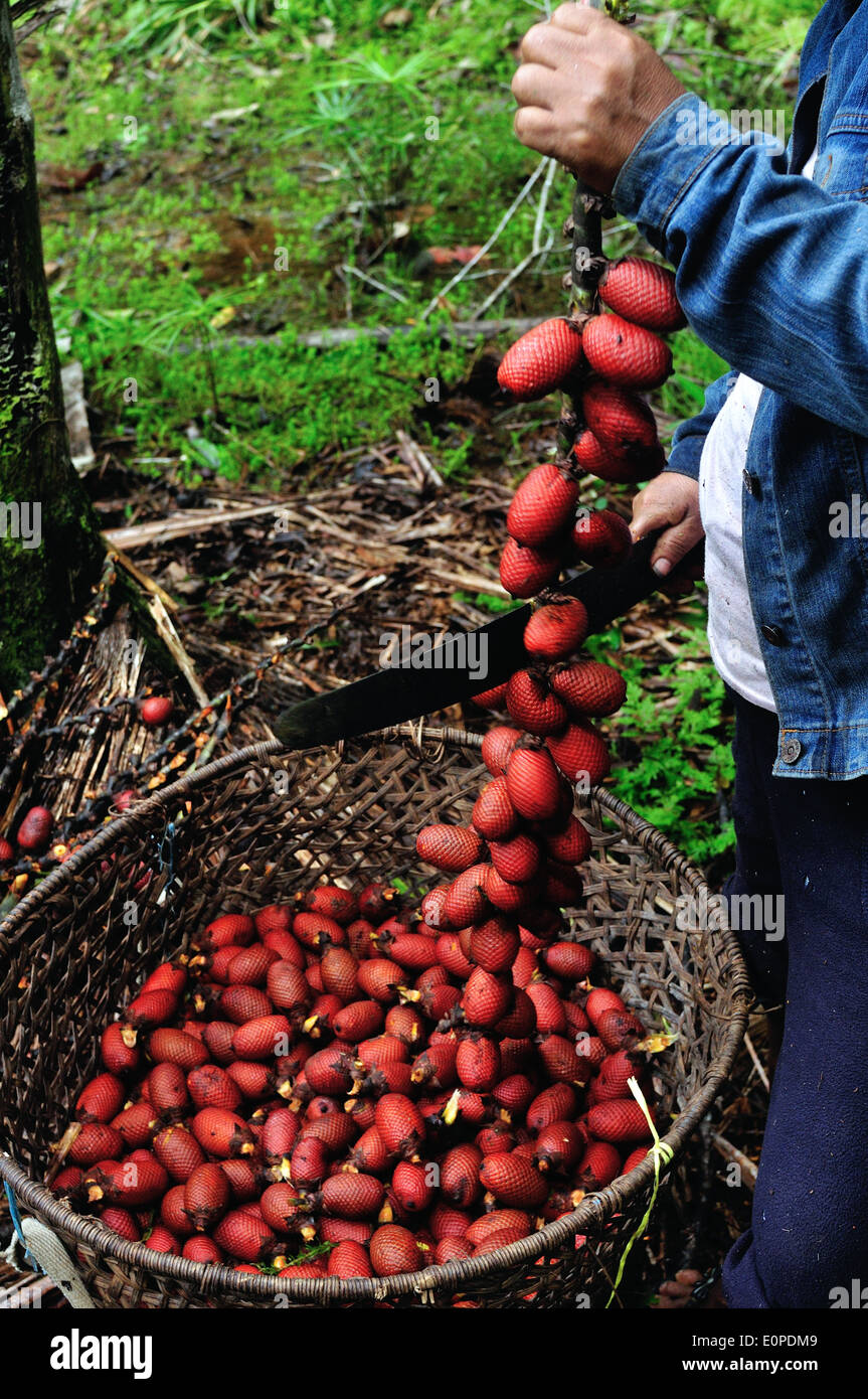 Collecting Aguaje fruit in Industria - PANGUANA . Department of Loreto ...
