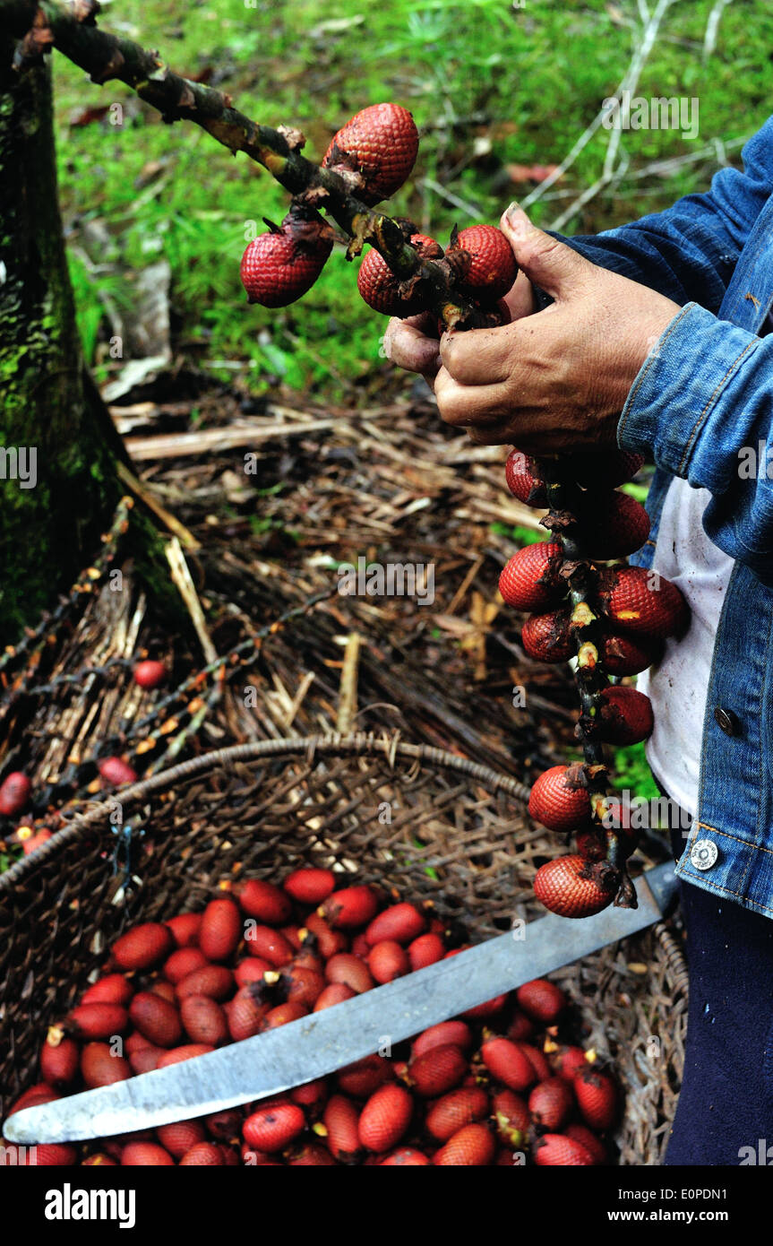 Collecting Aguaje fruit in Industria - PANGUANA . Department of Loreto ...