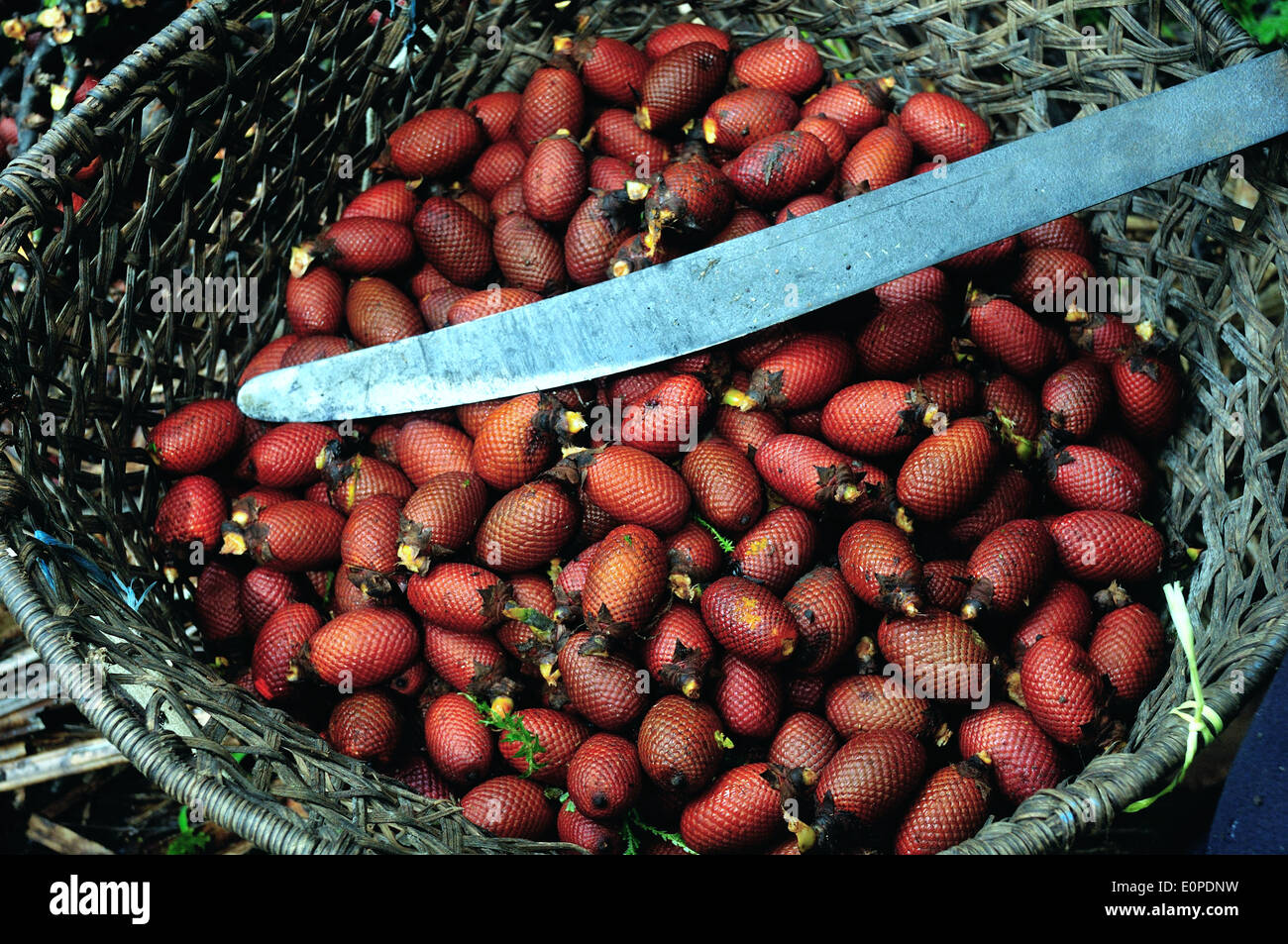Aguaje fruit palm tree hi-res stock photography and images - Alamy