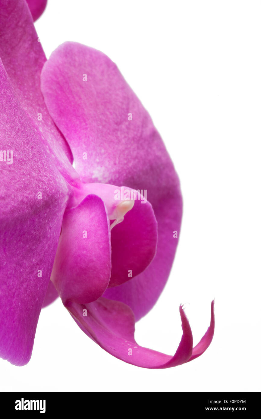 Orchid glow hi-res stock photography and images - Alamy