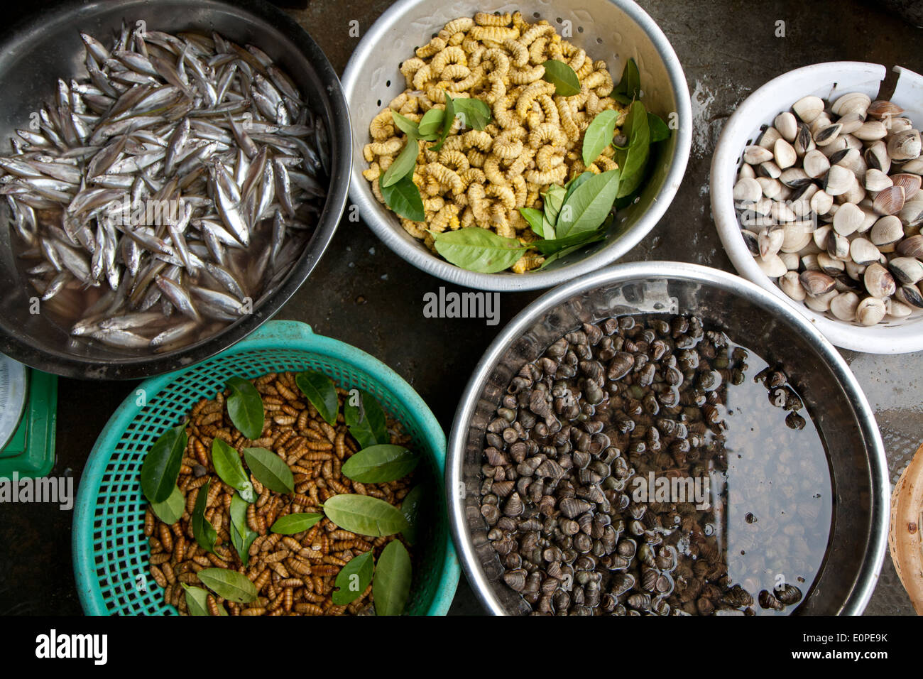 Fresh fish and maggots at a Vietnamese market place Stock Photo - Alamy