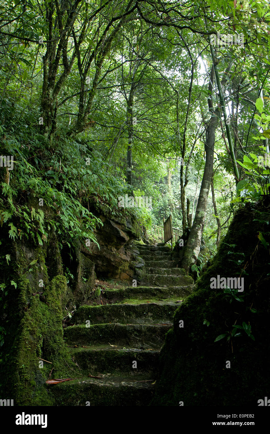 Stony stairs under the shade of trees at Ham Rong mountain in Sapa ...