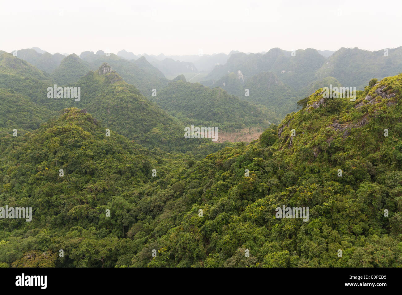 Amazing view of a lush and green forest from a vantage point in Vietnam ...
