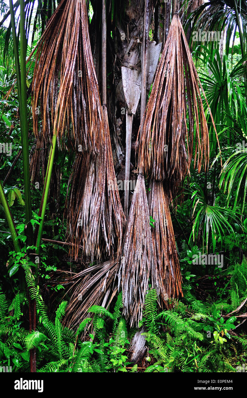 Aguaje Tree in Industria - PANGUANA . Department of Loreto .PERU Stock ...