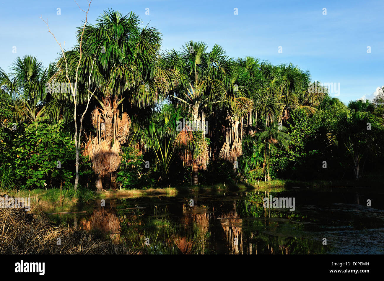 Aguaje Tree in Industria - PANGUANA . Department of Loreto .PERU Stock ...