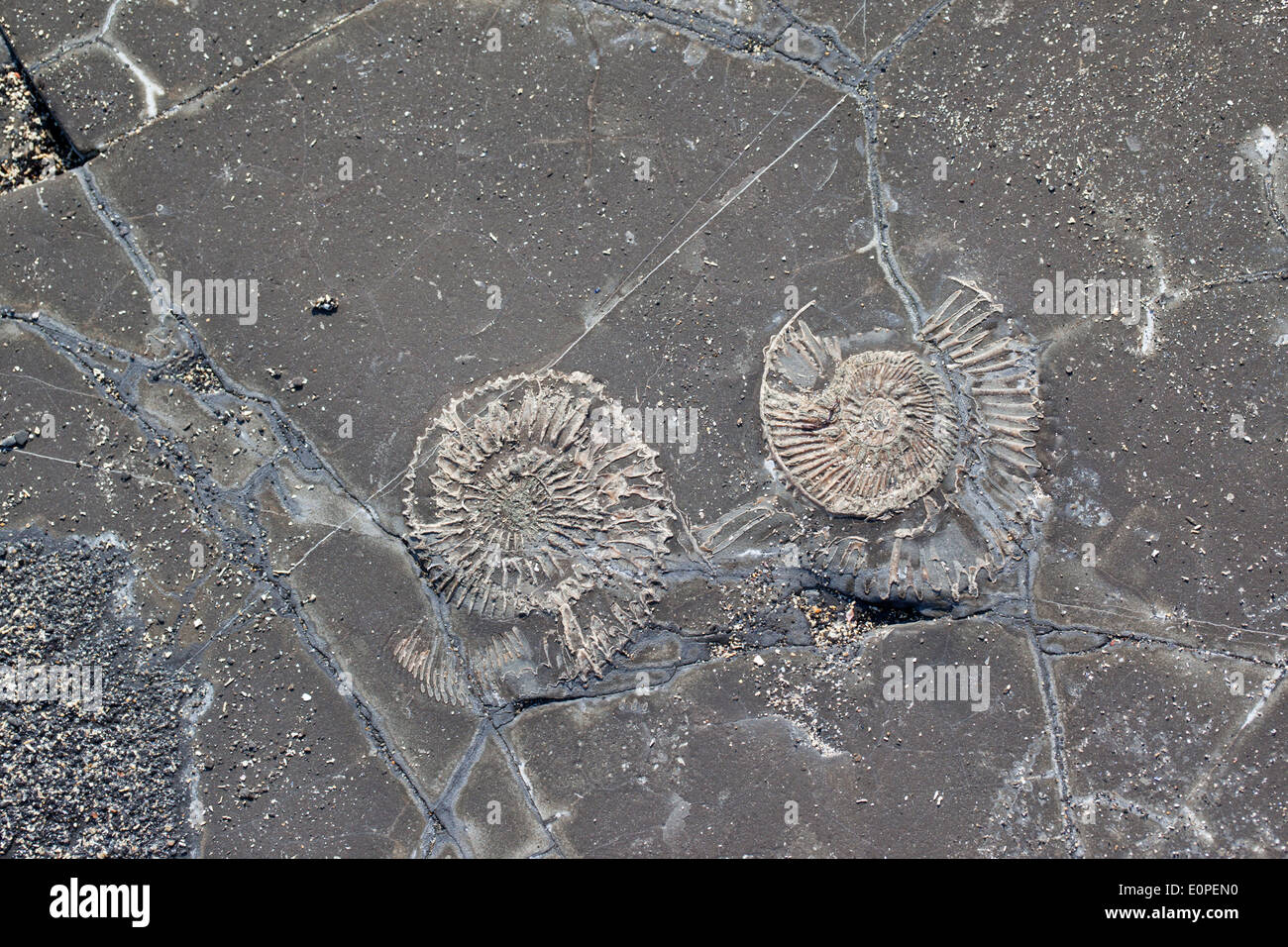Ammonite fossils hi-res stock photography and images - Alamy