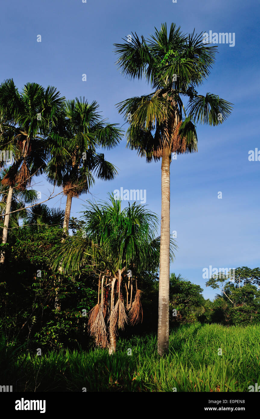 Aguaje Tree in Industria - PANGUANA . Department of Loreto .PERU Stock ...