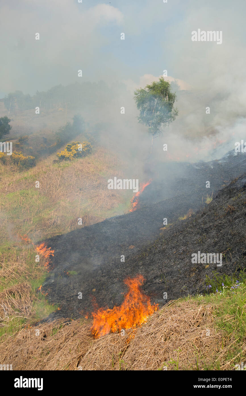Firefighter wildfire wildfires uk hi-res stock photography and images ...