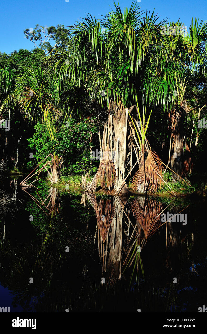 Aguaje Tree in Industria - PANGUANA . Department of Loreto .PERU Stock ...