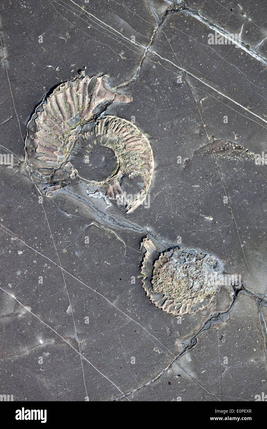 Embedded Fossil Stock Photos & Embedded Fossil Stock Images - Alamy