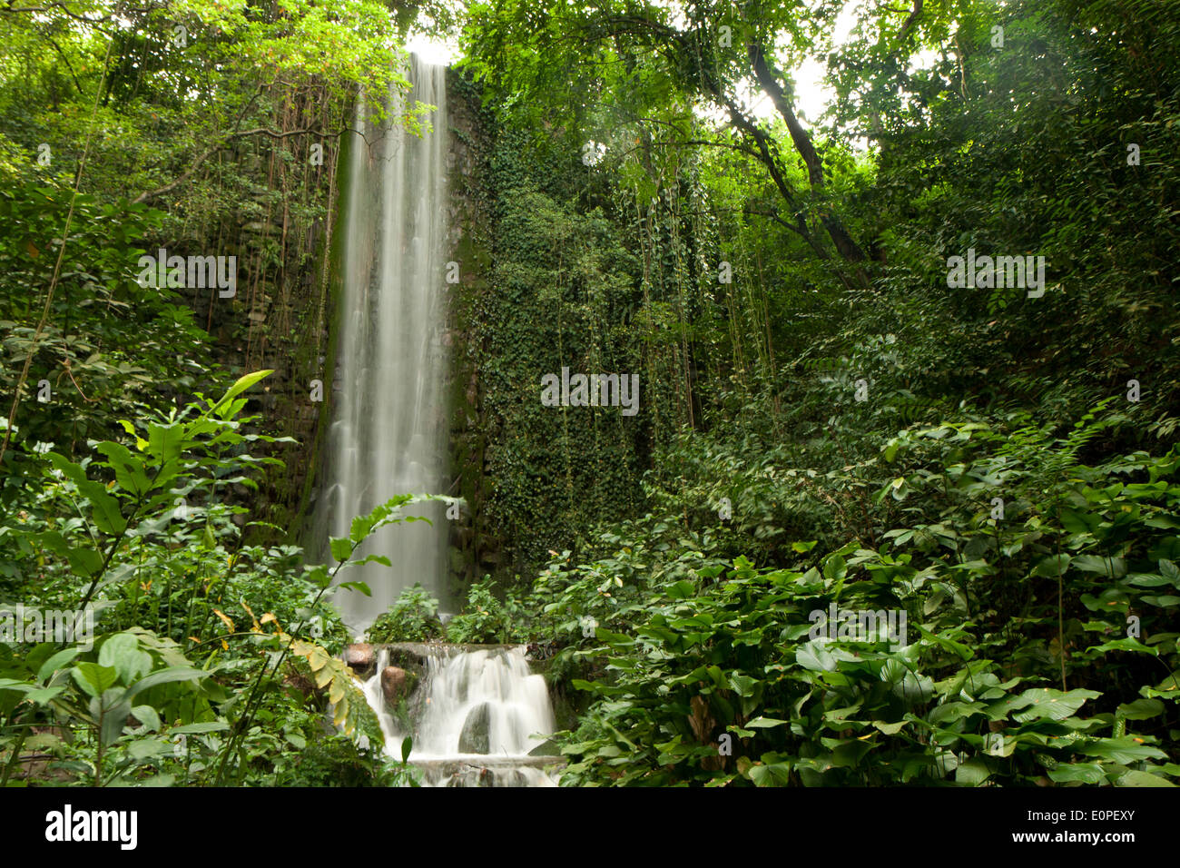 Big waterfall in a green, lush and verdant forest in Singapore Stock ...