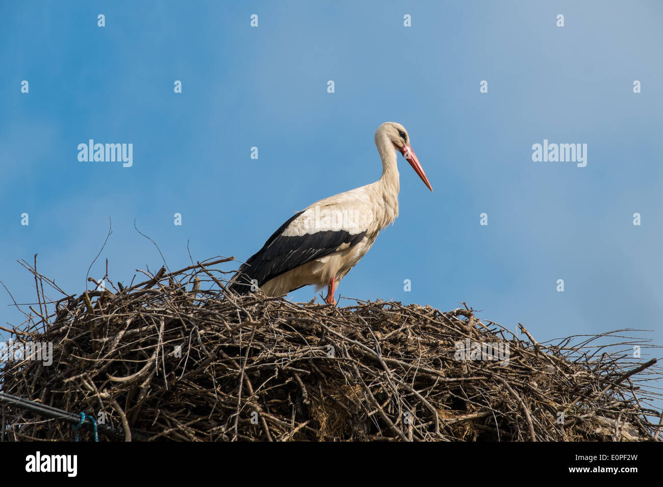 Clouds and storks hi-res stock photography and images - Alamy