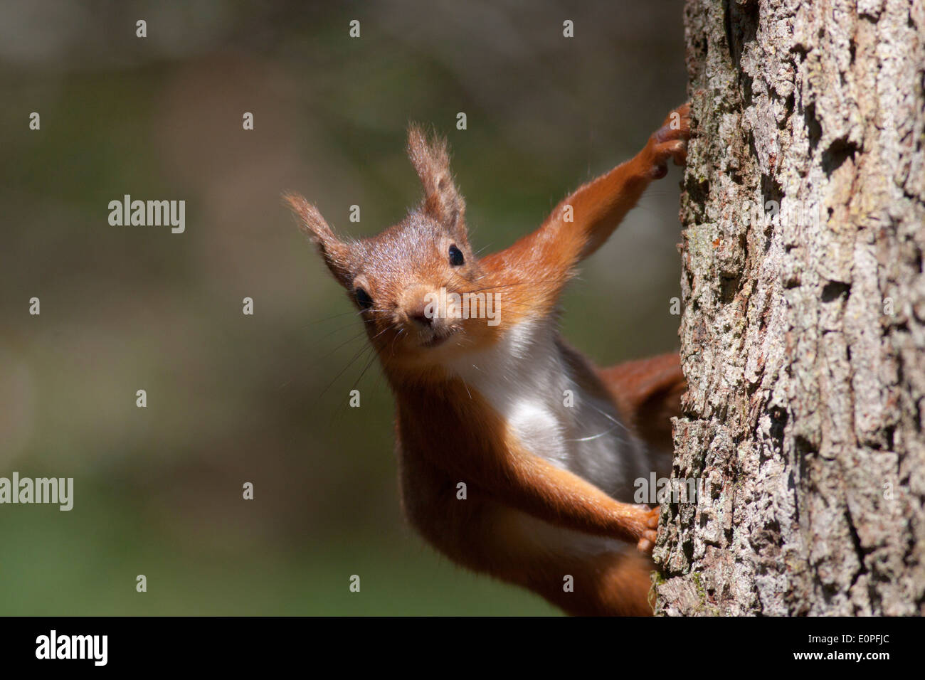 Red Squirrel (Sciurus vulgaris), Highlands, Scotland, UK Stock Photo - Alamy