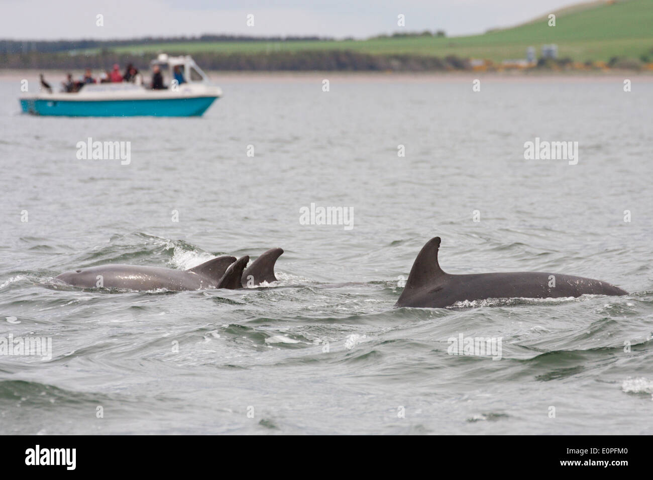 Marine and land based animals hi-res stock photography and images - Alamy