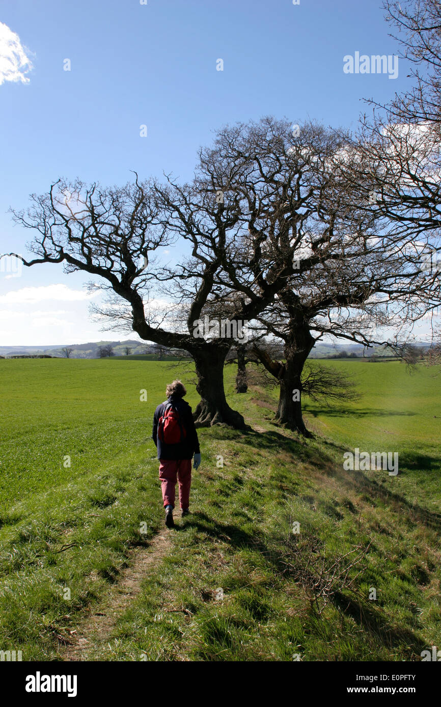 King offa’s oak hi-res stock photography and images - Alamy