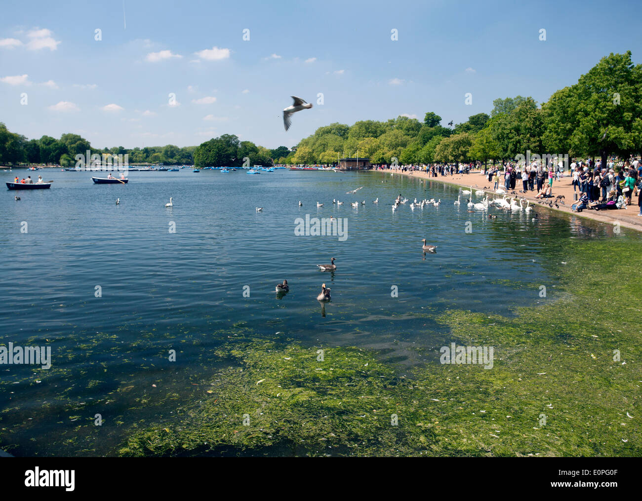 The Serpentine, Hyde Park, London Stock Photo - Alamy