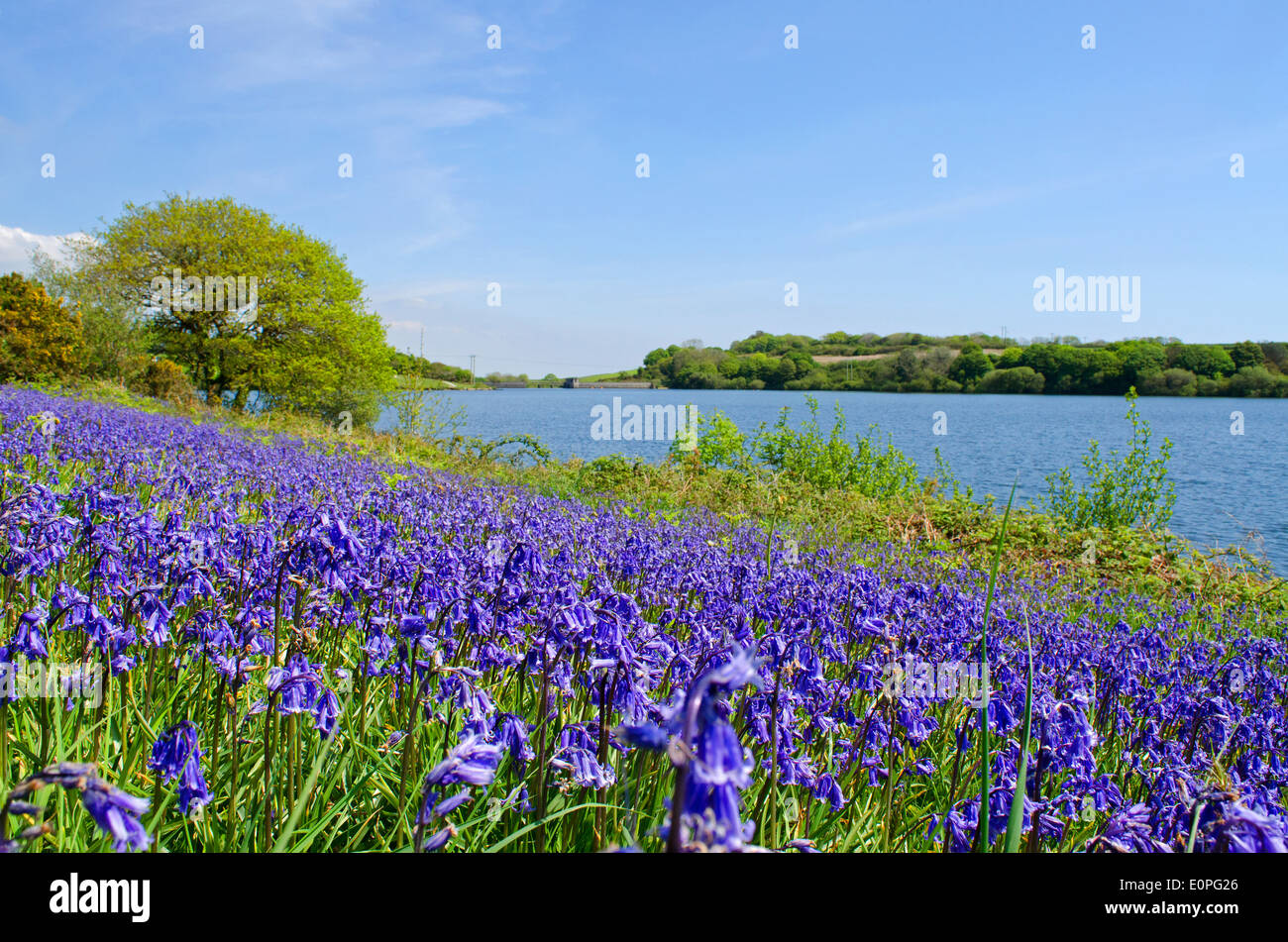 Argal Lake Cornwall High Resolution Stock Photography and Images - Alamy