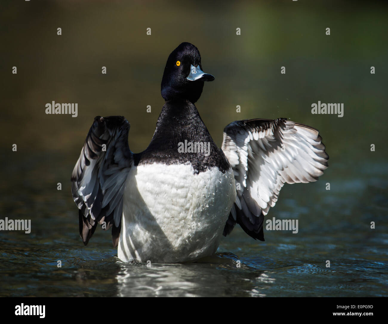 A Tufted duck stretching its wings Stock Photo - Alamy