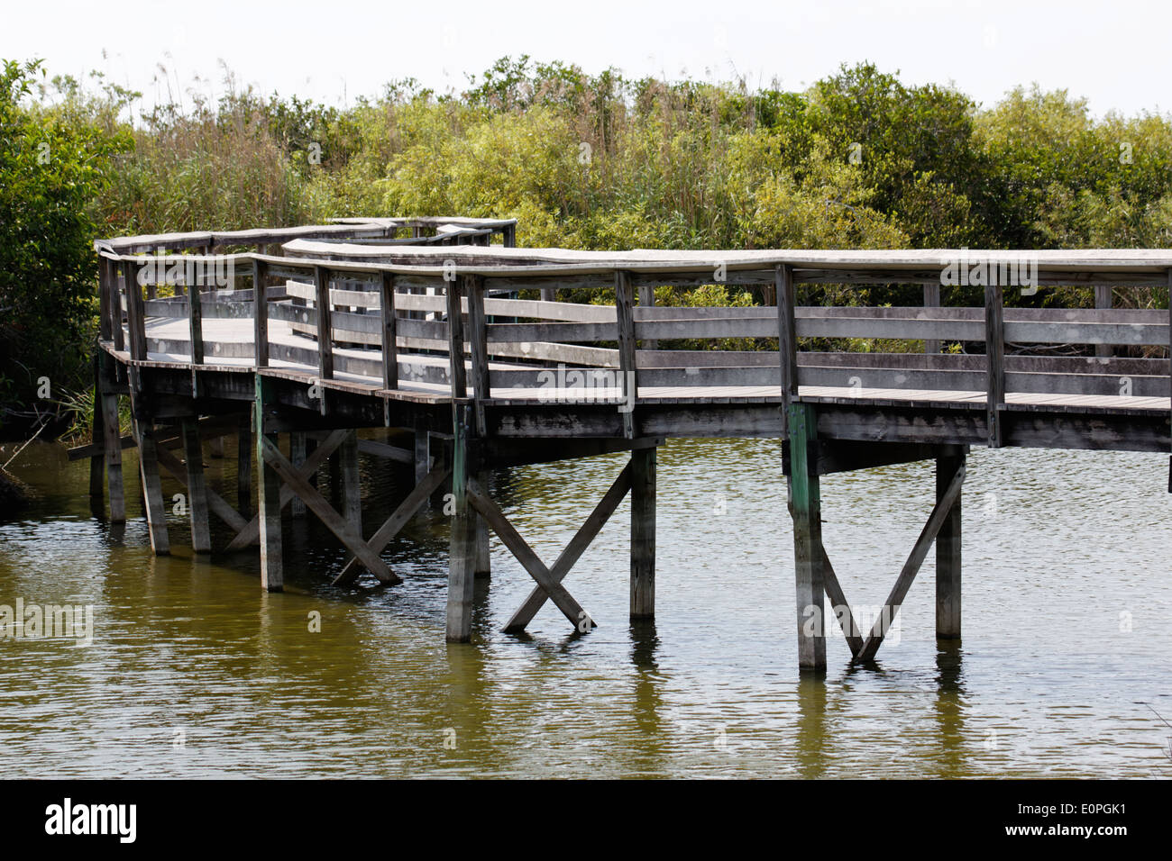 Wooden walkway leads through alligator-infested marshes of the ...
