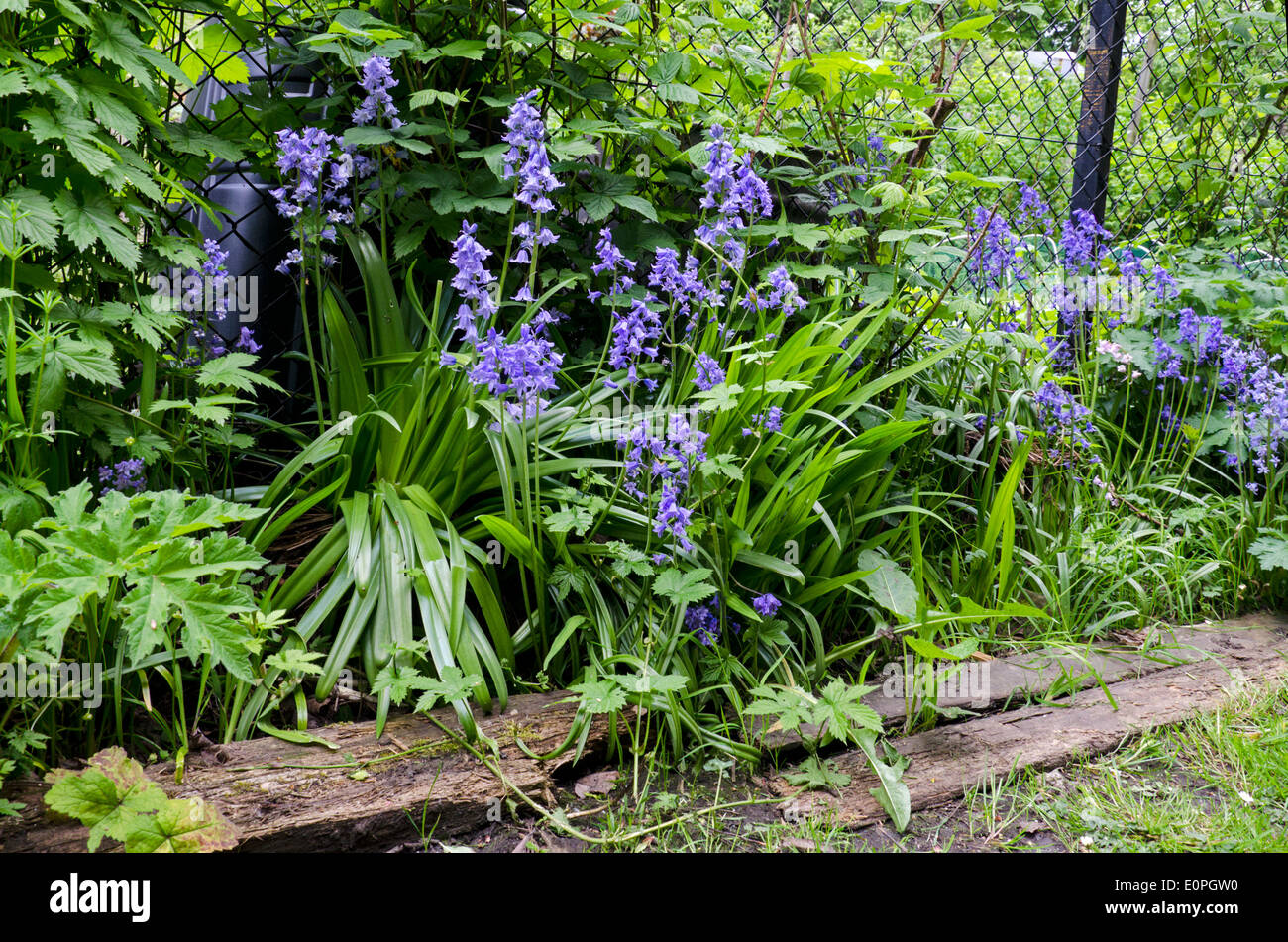 Scottish bluebell hi-res stock photography and images - Alamy