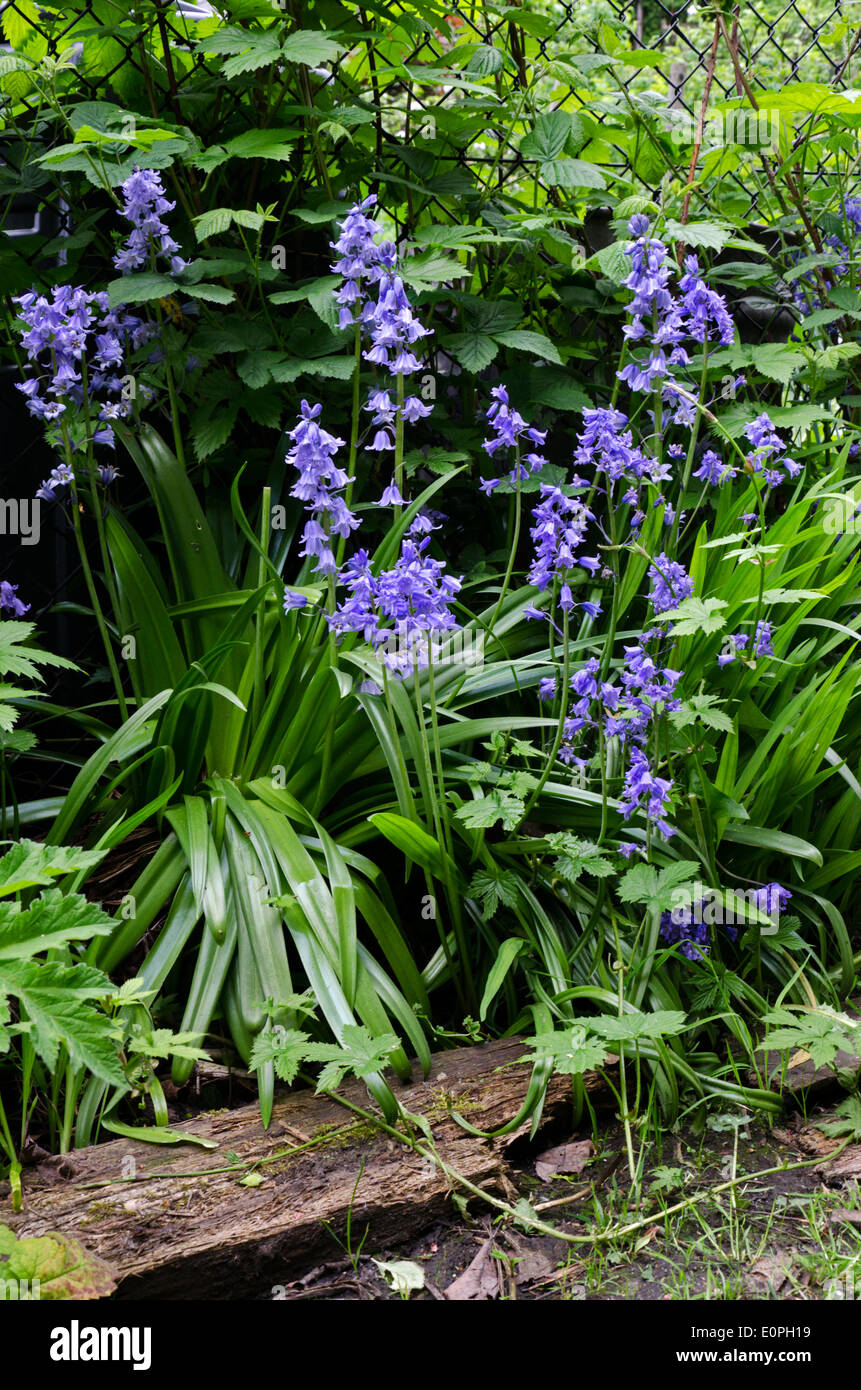 Scottish Bluebell High Resolution Stock Photography and Images - Alamy