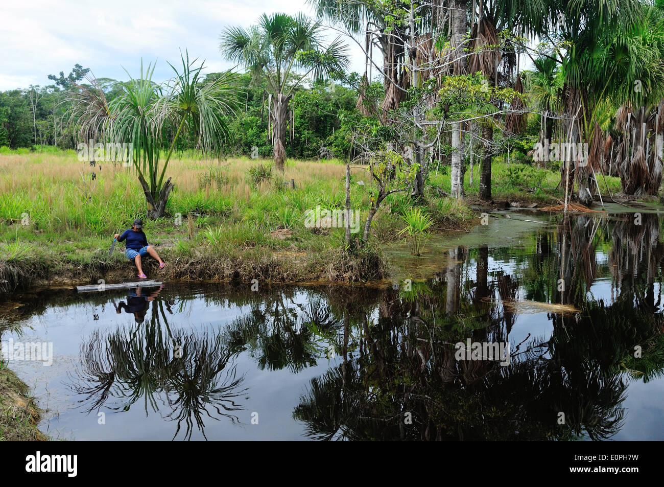 Aguaje Tree in Industria - PANGUANA . Department of Loreto .PERU Stock ...