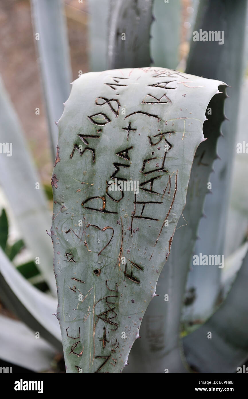 Graffiti signatures left by tourists on an agave plant leave, Majorca ...