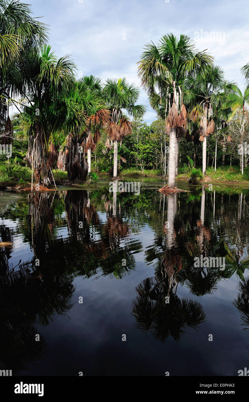 Aguaje Tree in Industria - PANGUANA . Department of Loreto .PERU Stock ...