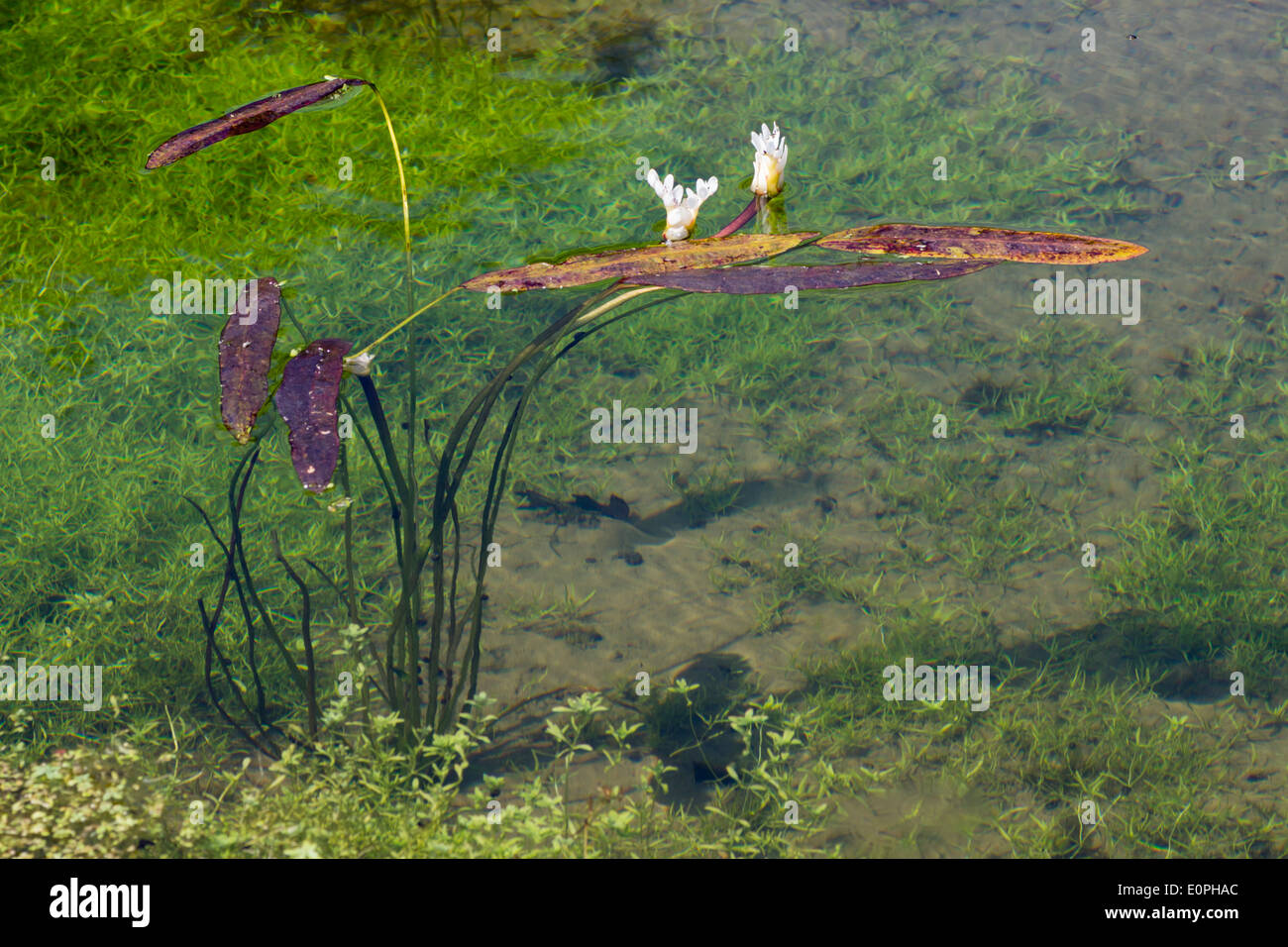 Floating leaves and flowers of water hawthorn, Aponogeton distachyos ...