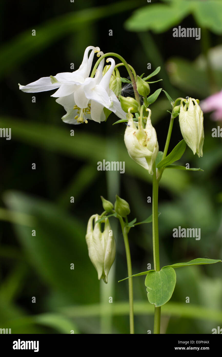 Columbine hi-res stock photography and images - Alamy