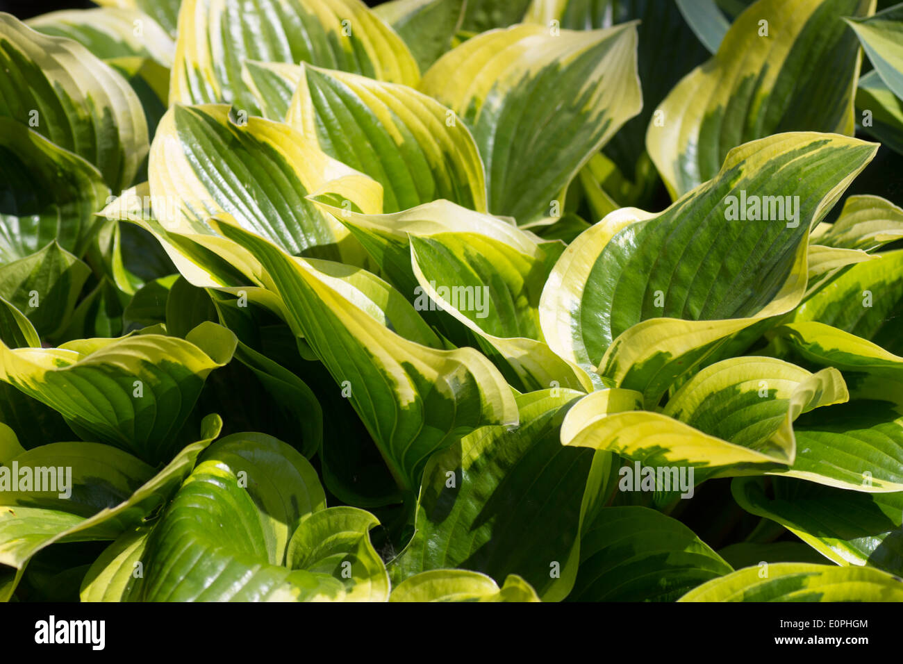 Brightly variegated foliage of Hosta 'Queen Josephine' Stock Photo - Alamy
