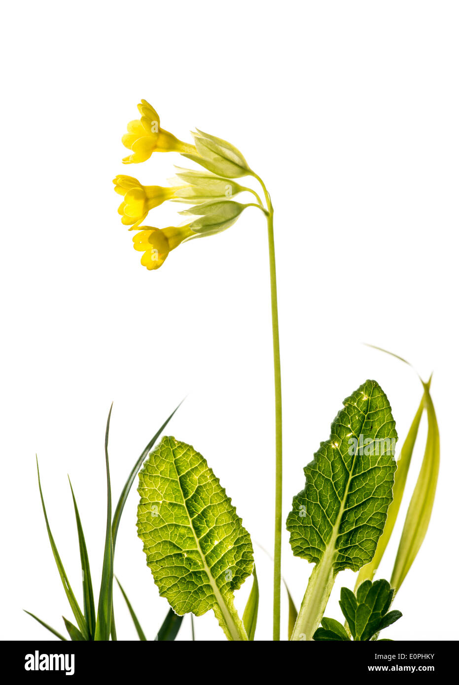 Cowslip against a white background Stock Photo - Alamy