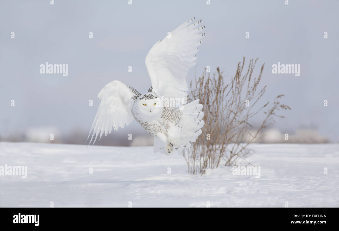Snowy owl hunting Stock Photo - Alamy