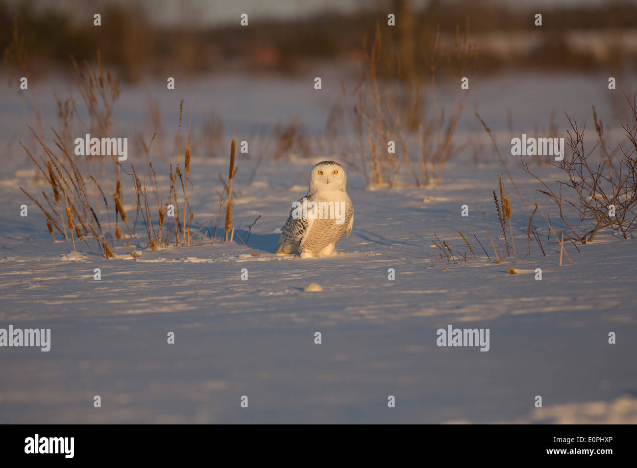 Owl At Sunset High Resolution Stock Photography and Images - Alamy